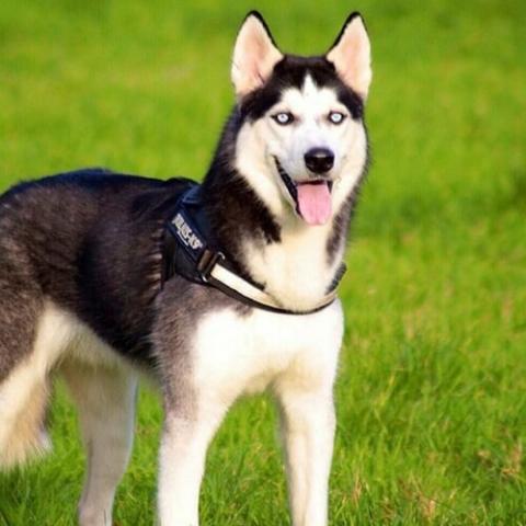 Learn About The Siberian Husky Dog Breed From A Trusted Veterinarian